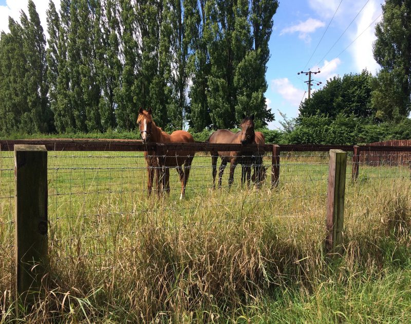 Grass Site for Caravan/Motorhome with power - Chiddingly Campsite