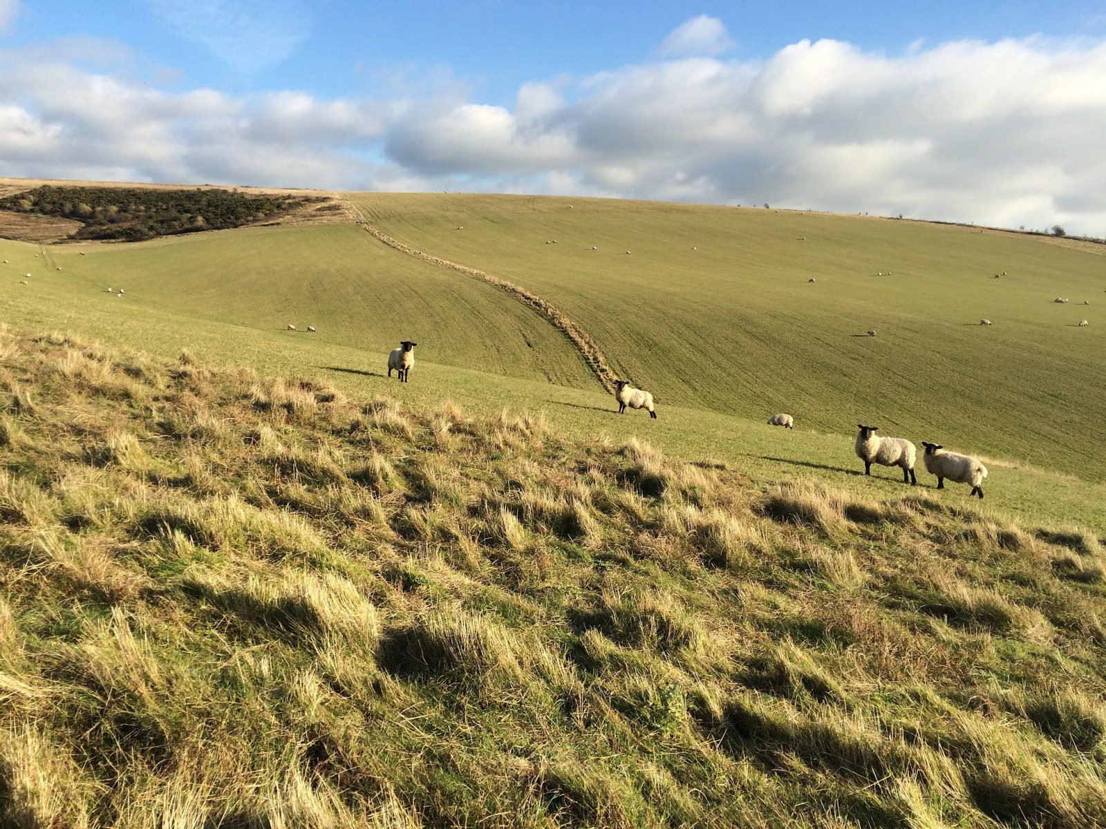 Grass Site for Caravan/Motorhome - Chiddingly Campsite