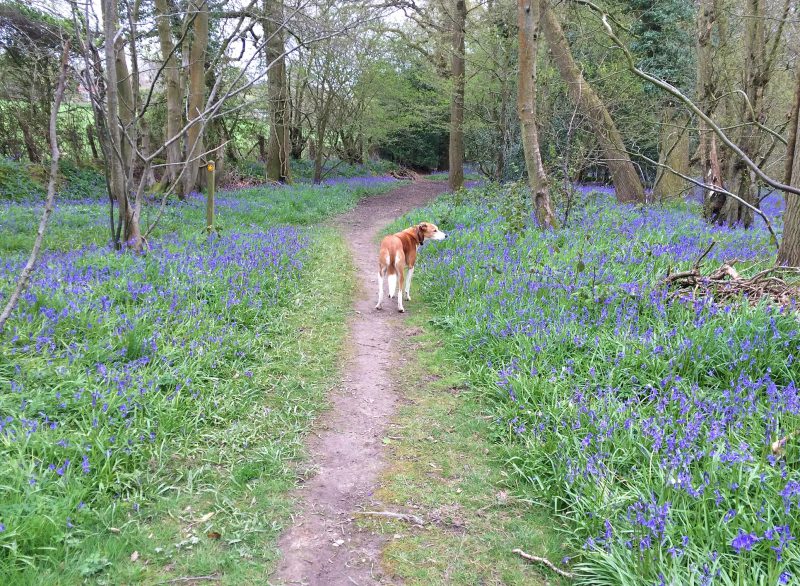 Grass Site for Caravan/Motorhome with power - Chiddingly Campsite